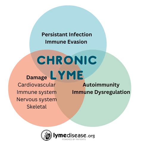 Lyme Disease Symptoms And Treatment Lyme Disease Symptoms Treatment