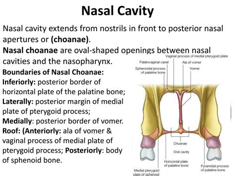 Ppt Nasal Cavity And Paranasal Sinuses Powerpoint Presentation Free