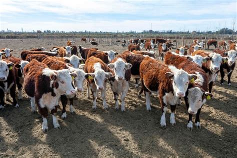 Premium Photo Hereford Cattle Farm