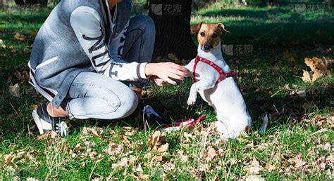 特写杰克罗素狗在秋天的公园玩