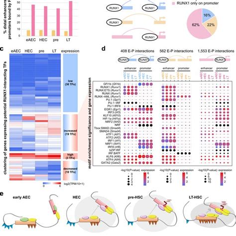Identifying Potential Runx1 Co Tfs In Mediating Enhancerpromoter