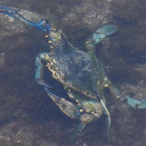 Datos De Cangrejo Azul Dieta Hábitat E Imágenes En Animaliabio