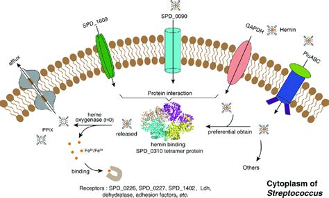 Schematic Overview Of Spd 0310 Function Hemin Transport Into Cytoplasm Download Scientific