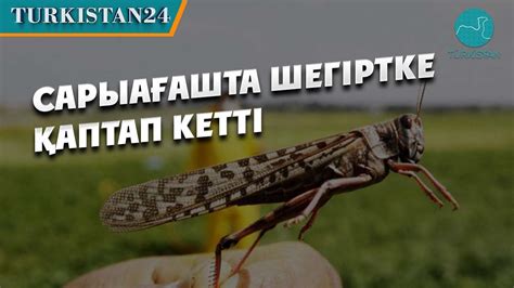 Сарыағашта шегіртке қаптап кетті - YouTube