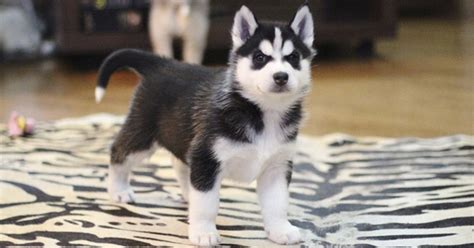 Simba El Cachorro Charlatán Que Ha Aprendido A Hablar Humano