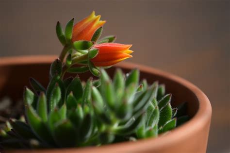 Premium Photo Blooming Echeveria Secunda Plant With Orange Flowers In