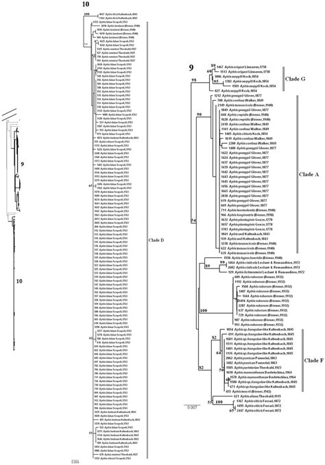 Focus On Some Problematic Clades For Barcode Assignment Following On