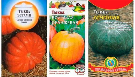 Тыква кустовая: Оранжевая, Золотая, Амазонка, сорта для Подмосковья ...