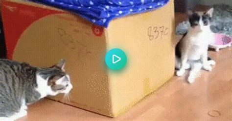 Special Needs Cats Playing  On Imgur