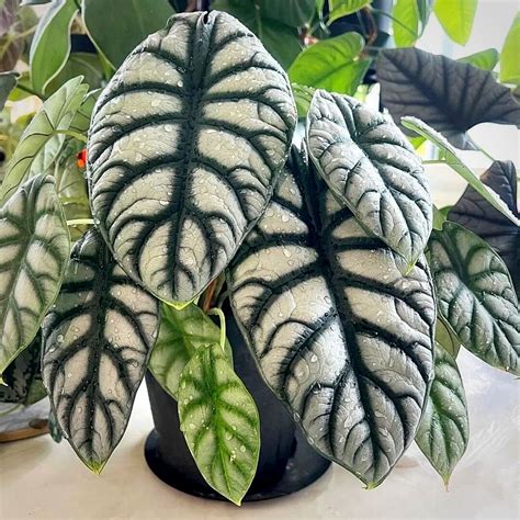 Grow And Care For Your Alocasia Silver Dragon Exotic Plant