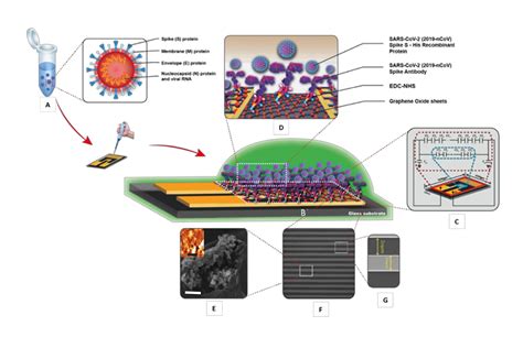 Video High Performance Graphene Modified Sensing Chip For Sars Cov 2 Detection