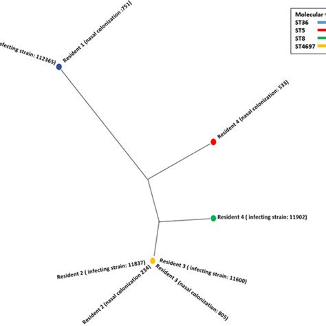A Graphical View Of The Phylogenetic Tree Of Mrsa Isolates We Can Download Scientific Diagram