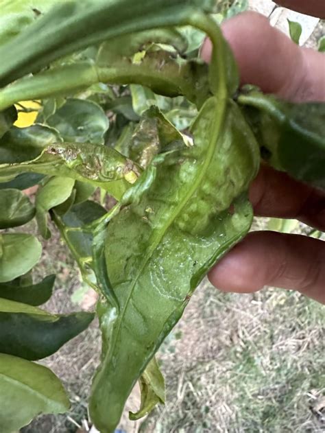 Are Aphids Causing The Leaves To Curl Rcitrus