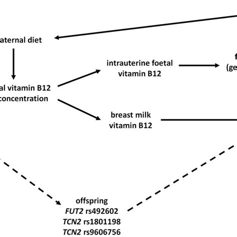 Diagram Showing The Framework Of The Mendelian Randomization Approach