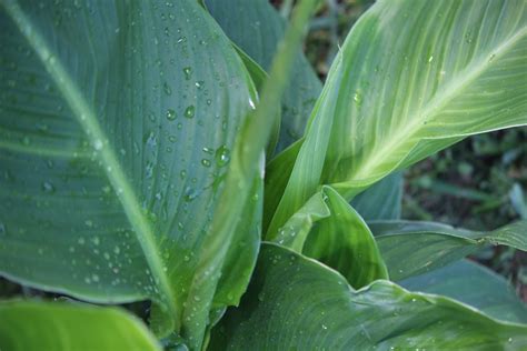Leaves Plant Dew Free Photo On Pixabay Pixabay Leaves Plant Dew Free Photo On Pixabay Pixabay