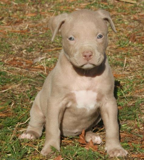 Fawn Blue Nose Pitbull Puppies
