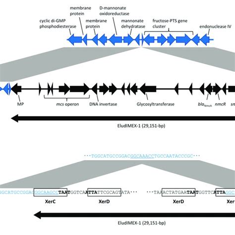 Schematic Representations And Nucleotide Sequences Of The Genetic