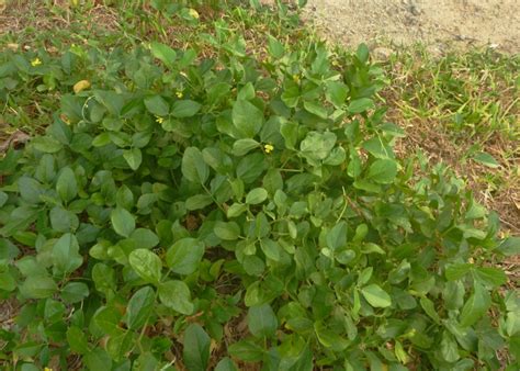 Noth Queensland Plants Fabaceae