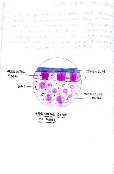 Bds 1st Year Dental Histology Dadh All Slides For Slide Identification In University Exams