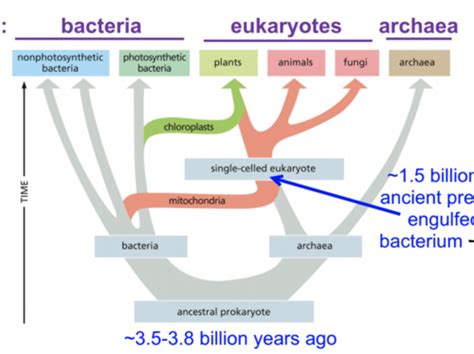 Organelles Flashcards Quizlet