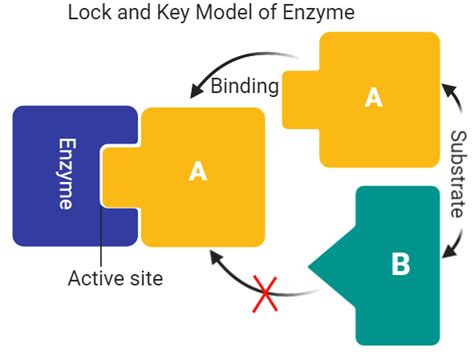 Lock And Key Model Key Points And Limitations