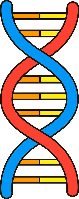 Dna Structure Icon Free Download For Science And Medical Websites