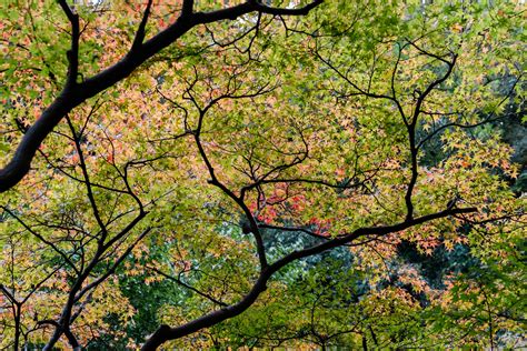 Green And Brown Trees During Daytime Photo Free Japan Image On Unsplash