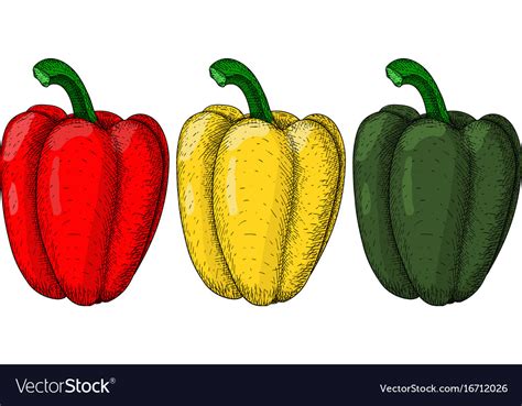 Bell Pepper Drawing At Andy Sage Blog