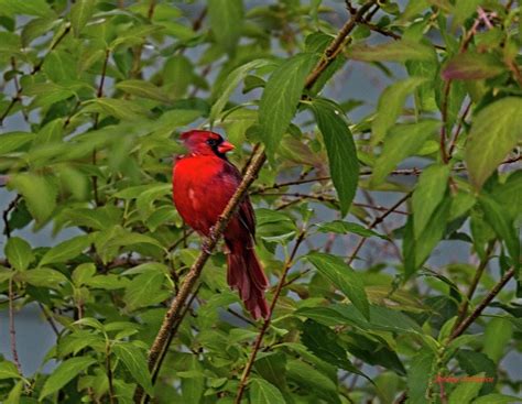 Cardinal Photograph By John Serrapica Fine Art America