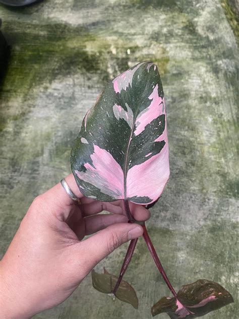 Ppp Marble King The Next Level Plants