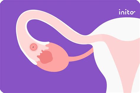 What Is Ovulation Symptoms And Pregnancy What Is Ovulation Symptoms And Pregnancy