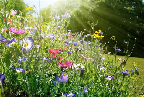 Can I Plant Wildflowers In The Spring At Linda Redmon Blog