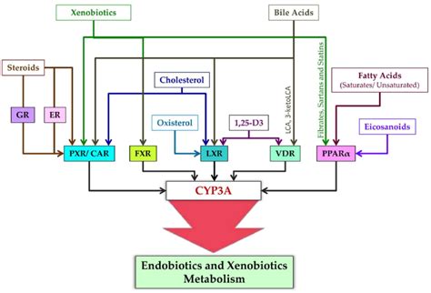 Ligands Of Nuclear Receptors Modulating Cyp3a Expression Download