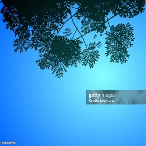 Vector Tree Canopy Photos And Premium High Res Pictures Getty Images