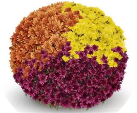Tri Color Mums Combo 27 Delukes Gardencenter