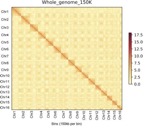Genome Wide Analysis Of Chromatin Interactions At 150 Kb Resolution In