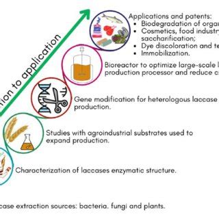 Pdf Laccases As Green And Versatile Biocatalysts From Lab To Enzyme