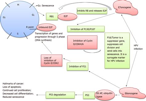 Hpv And The Cell Cycle