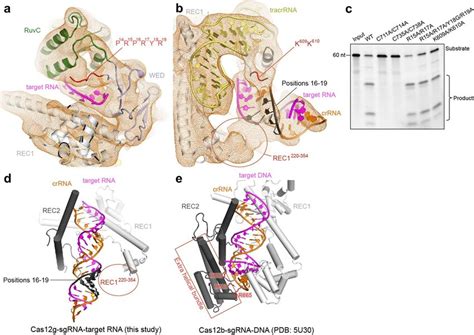 Structural And Biochemical Analysis Of The Cas12g Sgrna Target Rna