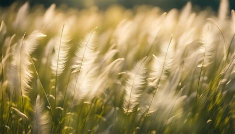 Feather Grass On The Summer Meadow Beautiful Magical Abstract