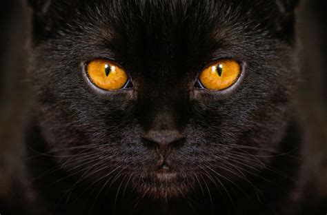 Black Cats With Gold Eyes