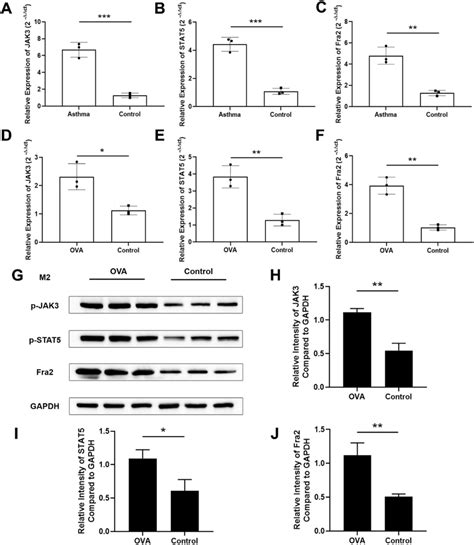 high expression of jak3 stat5 fra2 pathway related molecules in