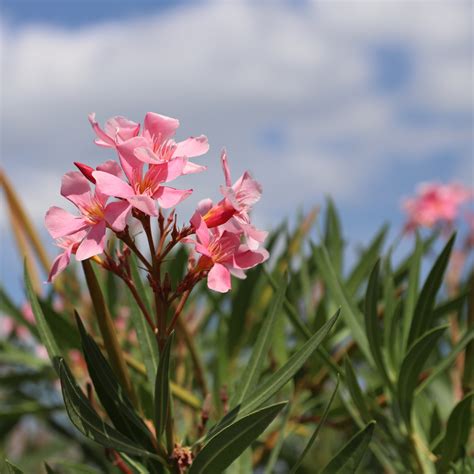 Adelfa Nerium Oleander Comprar En Viveros Arboland
