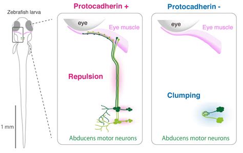 A Role Of Protocadherin Image Eurekalert Science News Releases