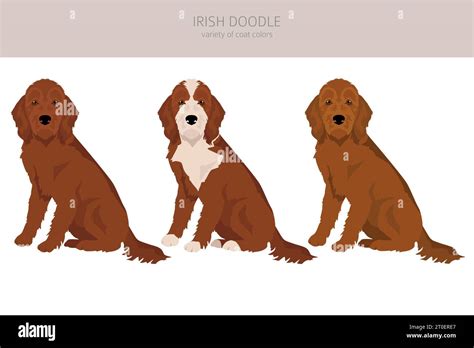 Irishdoodle Clipart Irish Setter Poodle Mix Different Coat Colors Set