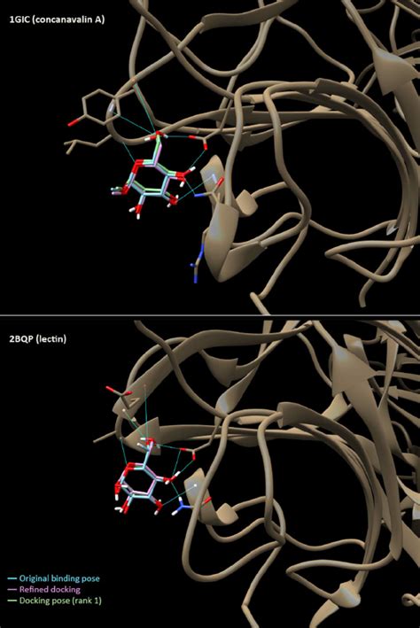 Crystal And Predicted Binding Modes Of The Glycan Ligands To Download Scientific Diagram