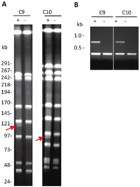Control Of Plasmid Free Strains A Comparison Of Noti Pfge Patterns