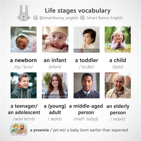 Stages Of Life English Stages Of Life In English Wmqbf