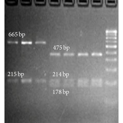 Schematic Representation Of Methodology For Detecting Barcode And Download Scientific Diagram