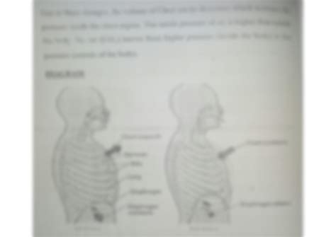 SOLUTION Mechanism Of Breathing Notes Assignment Studypool